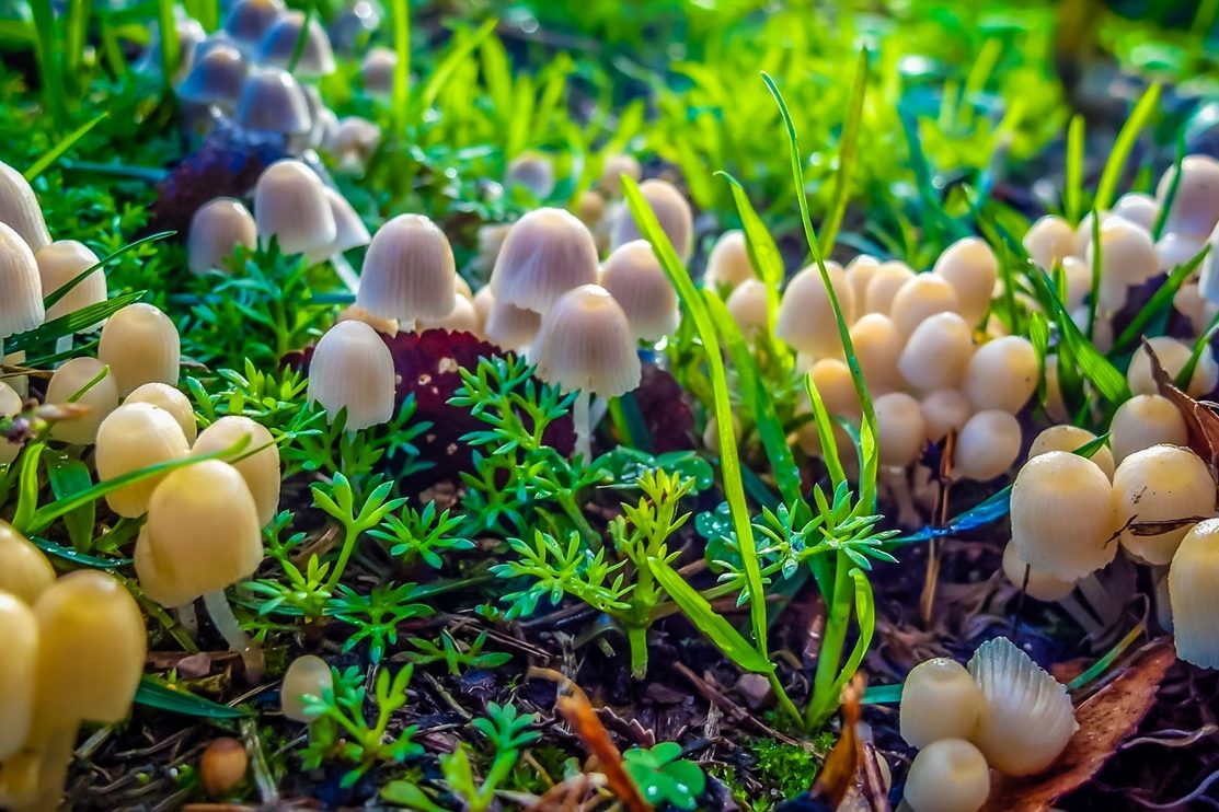 Psilocybin Research Surges - Global Wellness Summit Psilocybin Research Surges - Global Wellness Summit